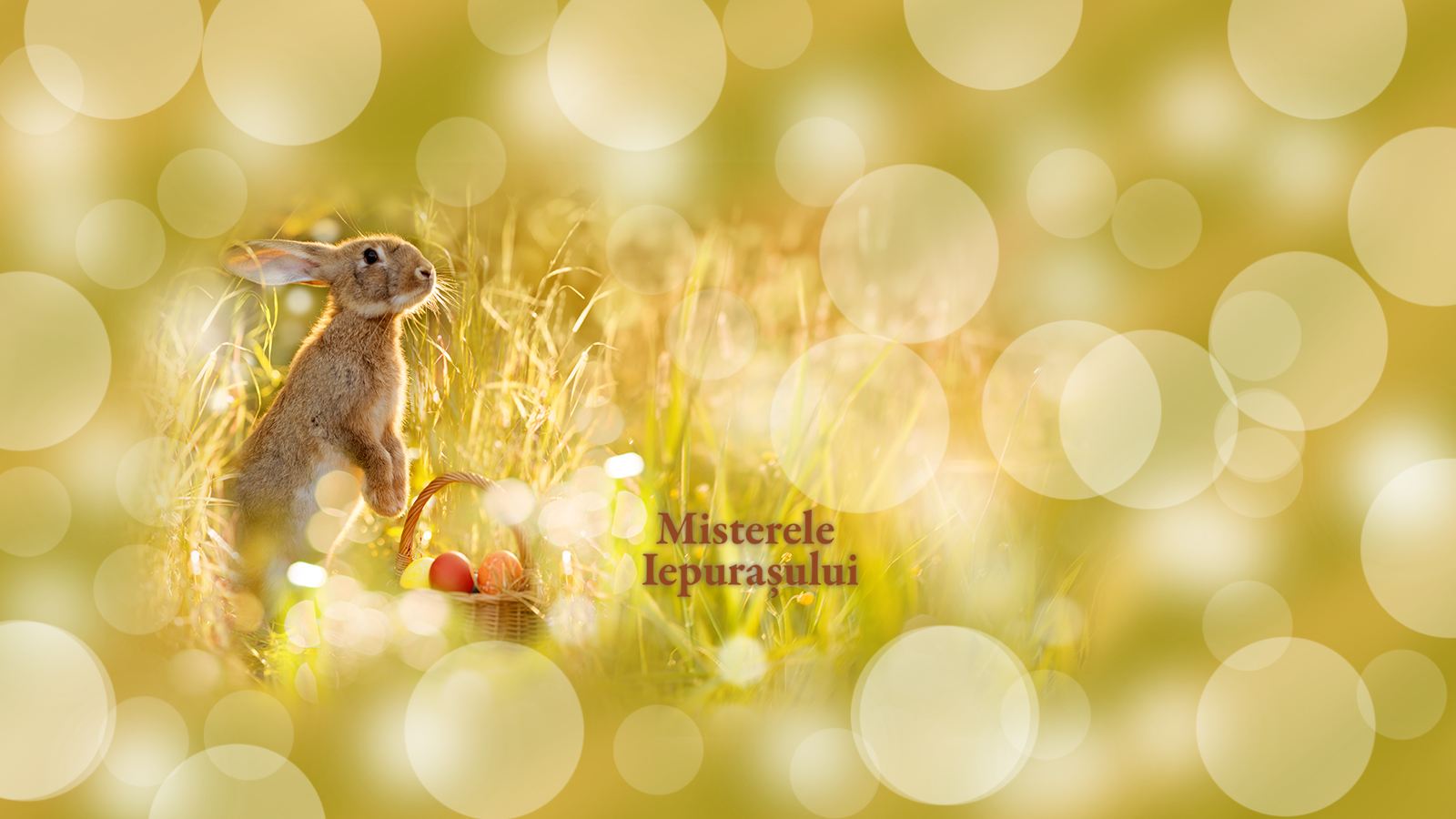 Misterele iepurașului | Muzeul Național de Istorie Naturală Grigore Antipa