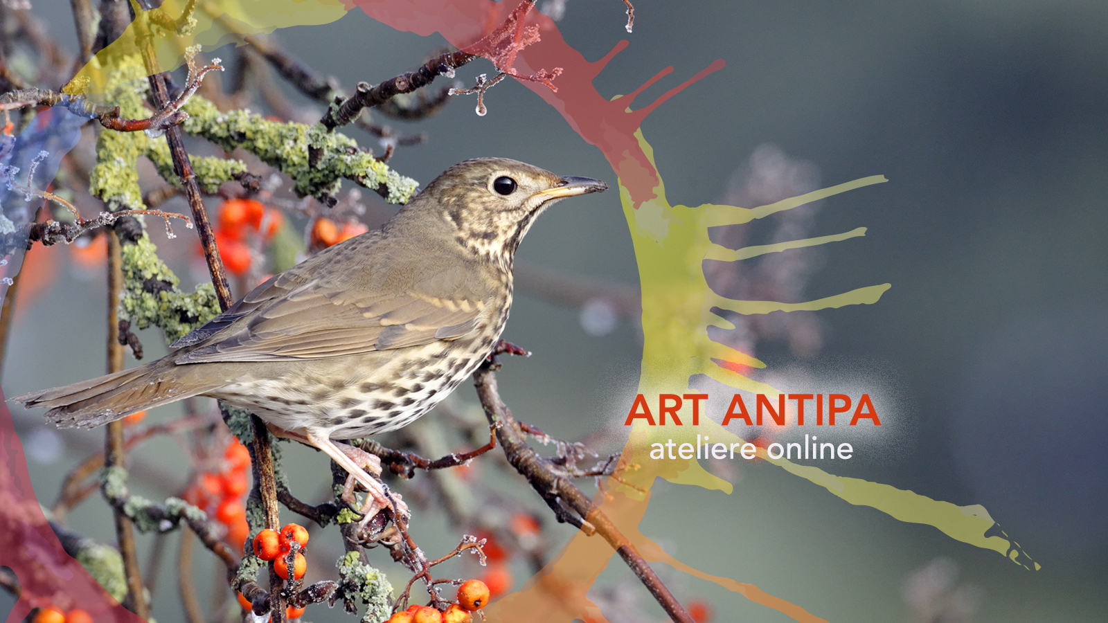 Art Antipa online | Muzeul Național de Istorie Naturală Grigore Antipa