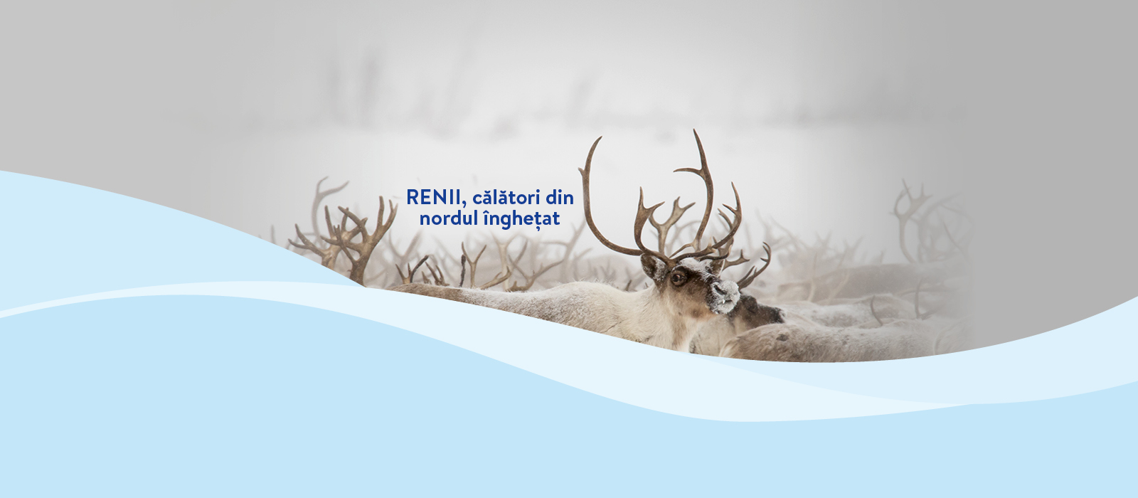 Renii, călători din nordul înghețat | Muzeul Național de Istorie ...