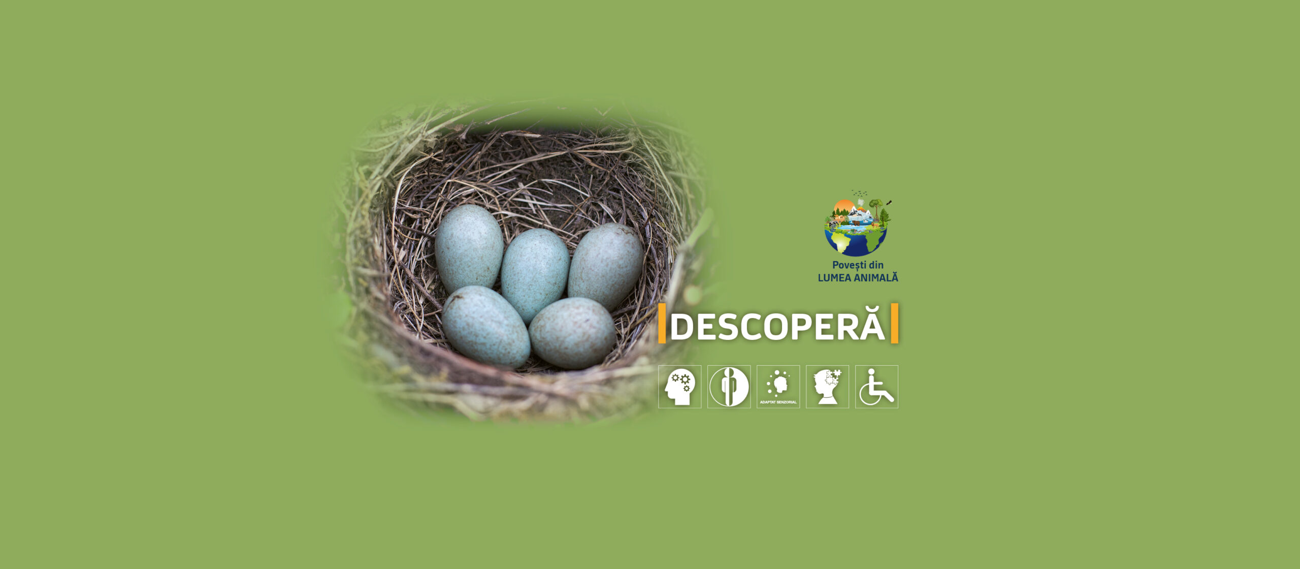 Descoperă. O mulțime de cuiburi | Muzeul Național de Istorie Naturală ...
