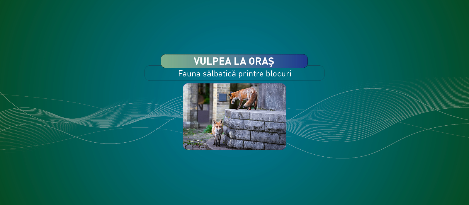 Vulpea la oraș. Fauna sălbatică printre blocuri | Muzeul Național de ...